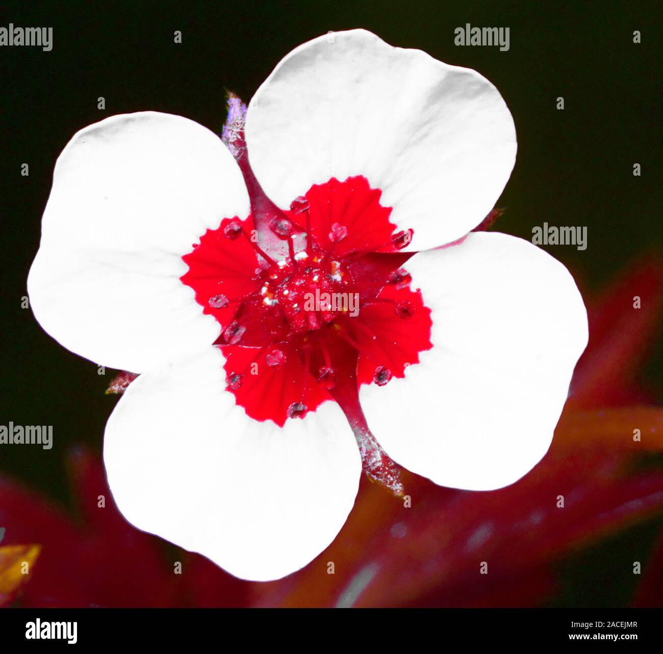 Tormentil in UV light. Photograph of a tormentil (Potentilla erecta ...