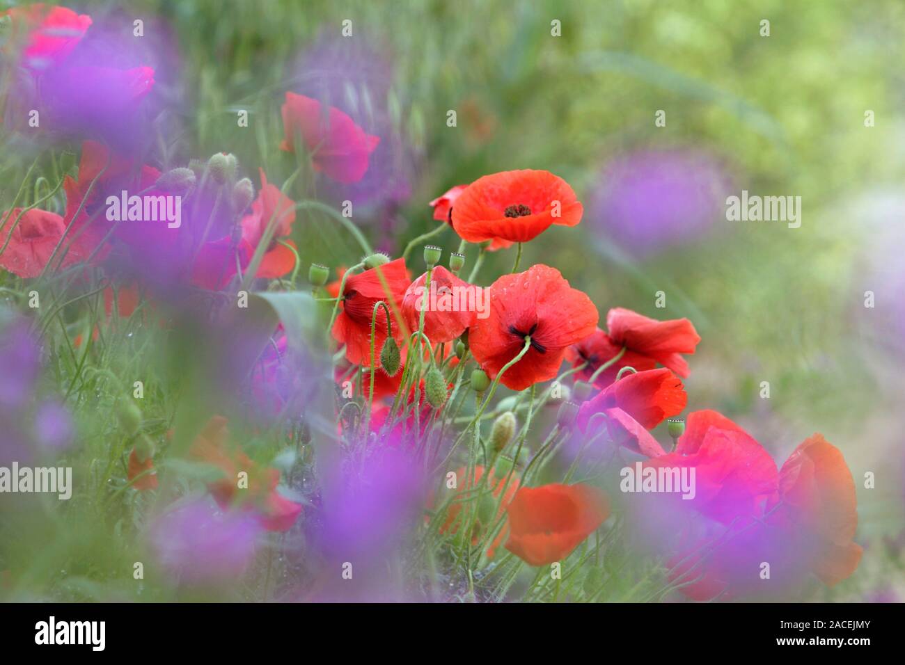Corn poppies (Papaver rhoeas). Photographed in Lazio, Italy Stock Photo ...