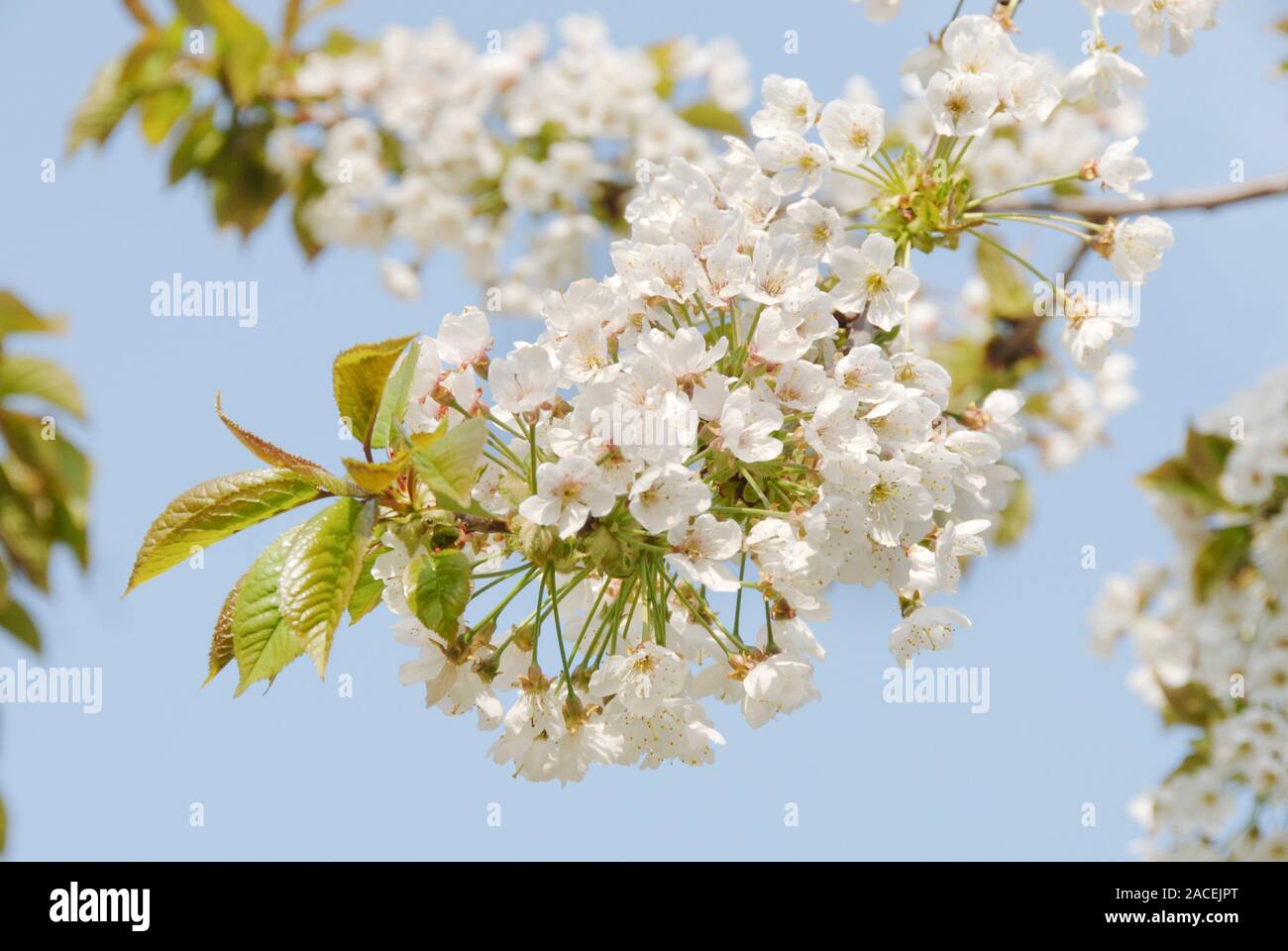 Cherry blossom (Prunus sp Stock Photo - Alamy