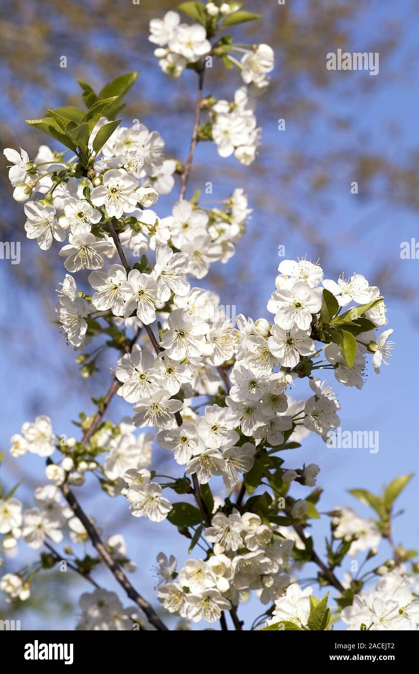 Cherry blossom (Prunus morello Stock Photo - Alamy