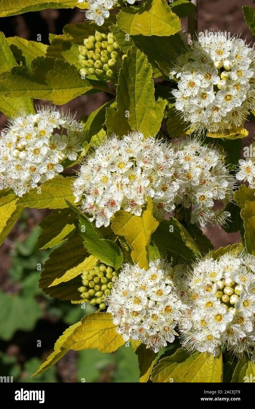 Common ninebark flowers (Physocarpus opulifolius 'Dart's Gold' Stock ...