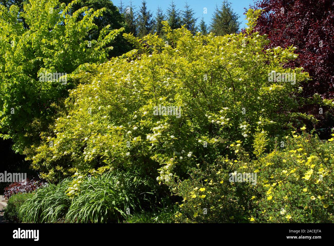 Common ninebark plant (Physocarpus opulifolius 'Dart's Gold' Stock ...