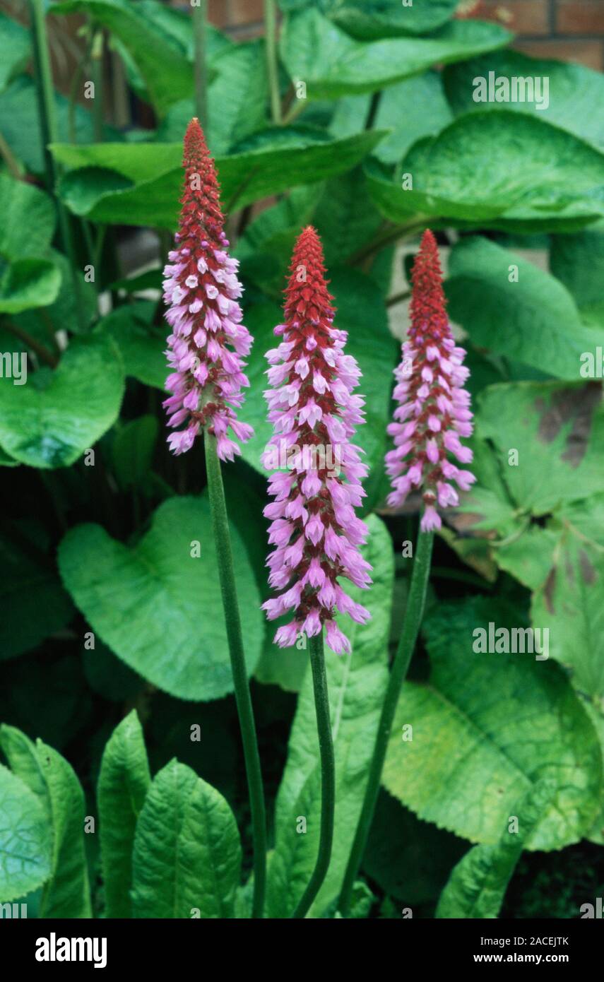 Primrose flowers (Primula vialii). Photographed in Scotland, UK, in ...
