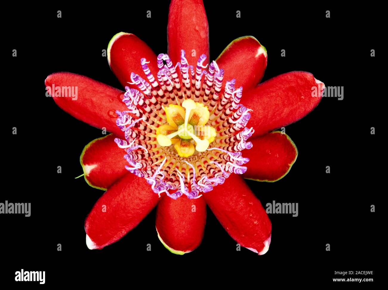 Winged-stem passion flower (Passiflora alata). View from above of a ...