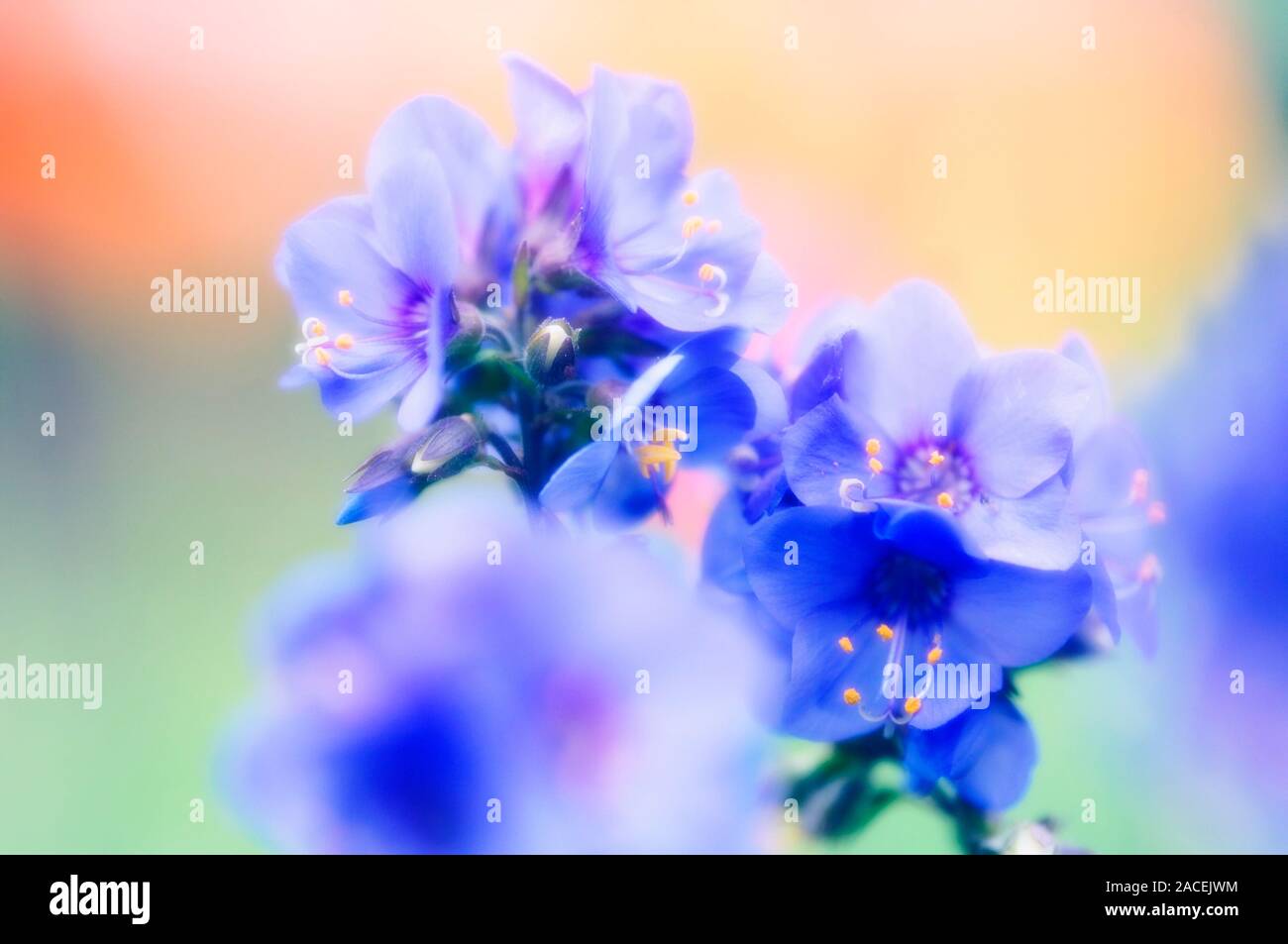 Jacob's ladder flowers (Polemonium caeruleum). Photographed in April ...