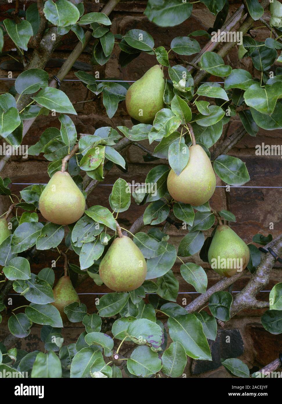 Fan-trained pears (Pyrus 'Doyenne du Comice' Stock Photo - Alamy