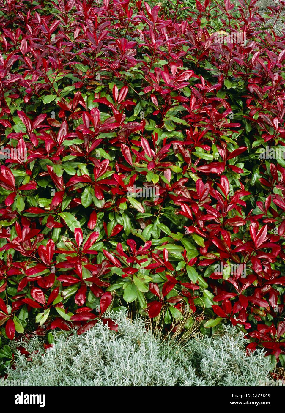 Photinia x fraseri 'Robusta' Stock Photo - Alamy
