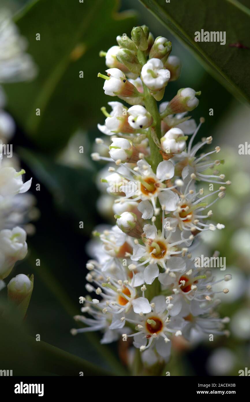 Cherry laurel flowers (Prunus laurocerasus Stock Photo - Alamy