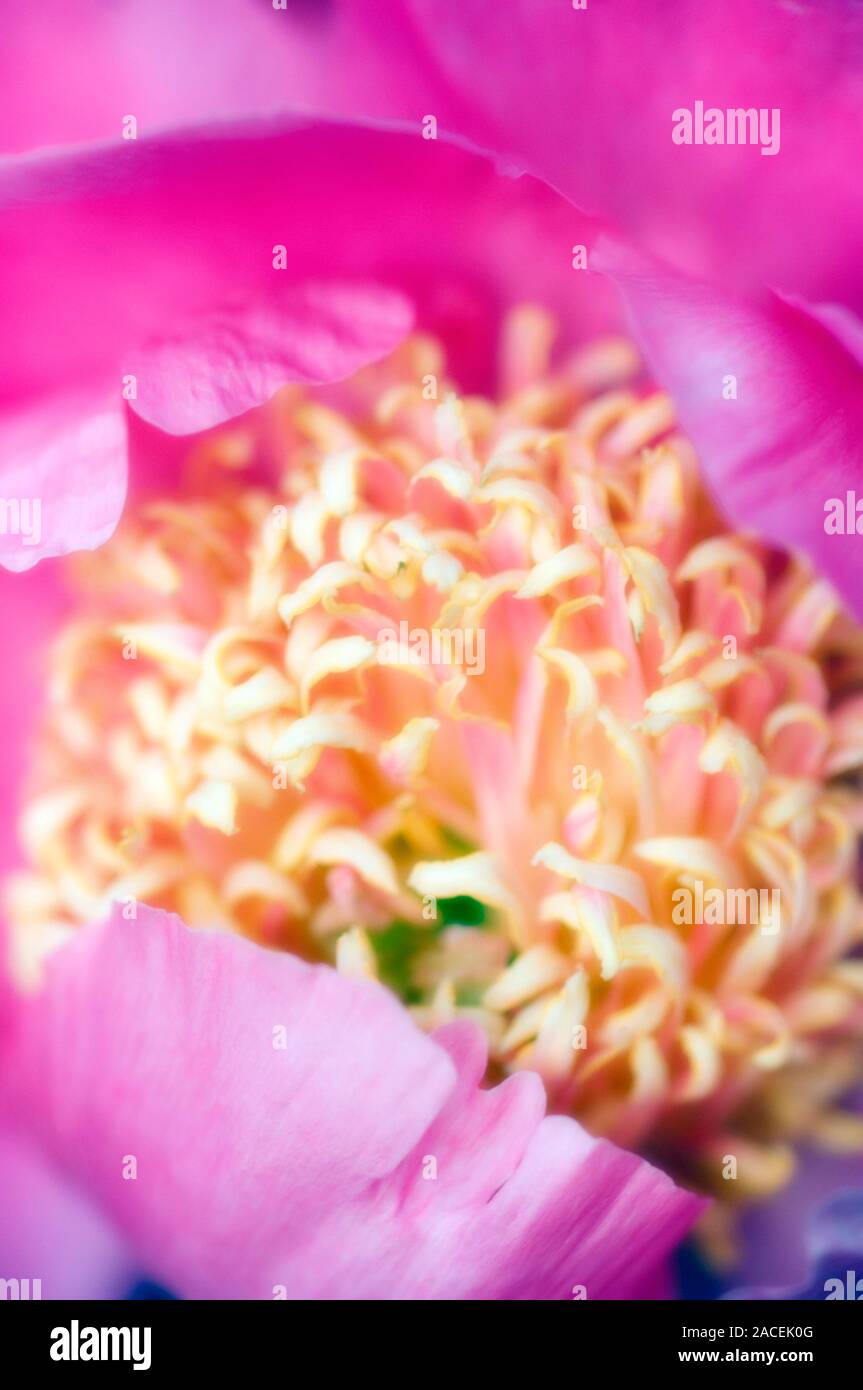 Chinese peony (Paeonia lactiflora). Close-up of a Chinese peony showing ...