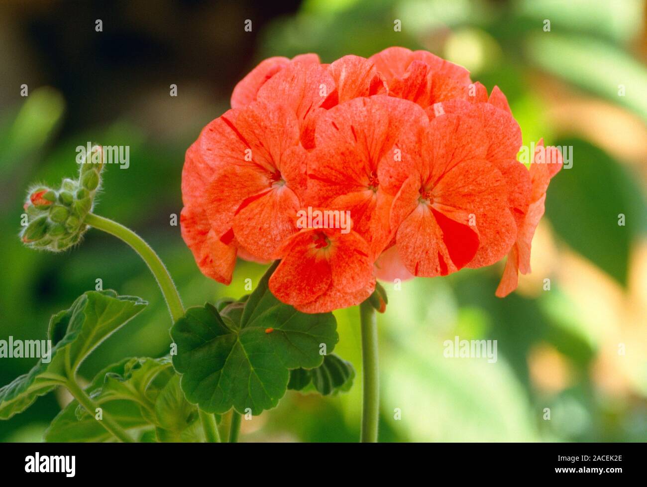 Pelargonium flowers (Pelargonium x hortum Stock Photo - Alamy