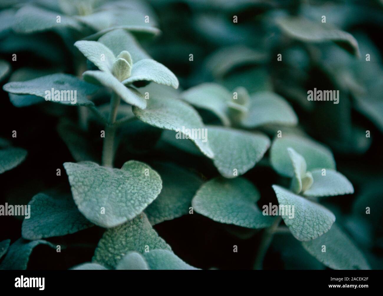 Silver spurflower foliage (Plectranthus argentatus Stock Photo - Alamy