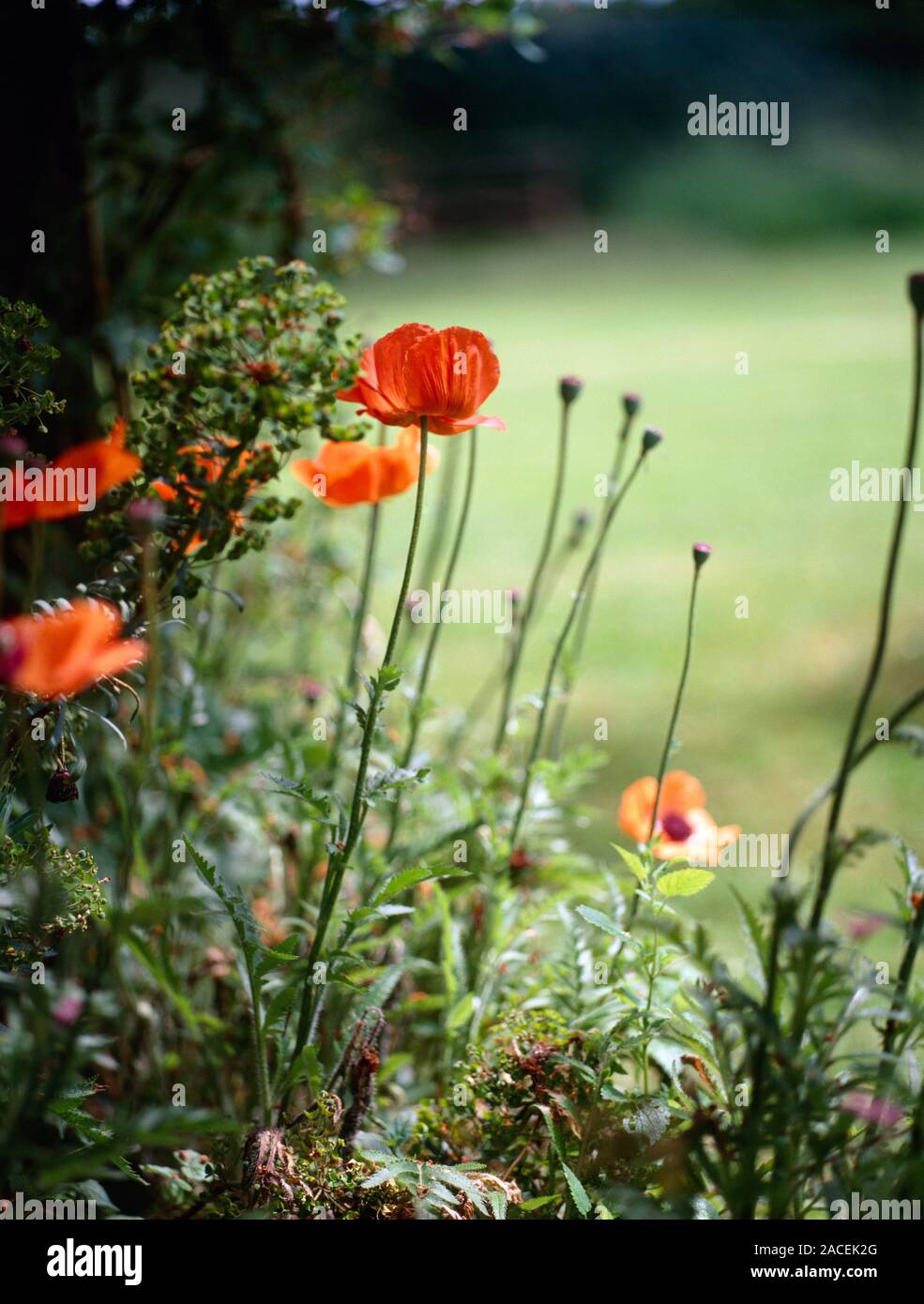 Oriental poppy flowers (Papaver orientale). Photographed at Goose ...