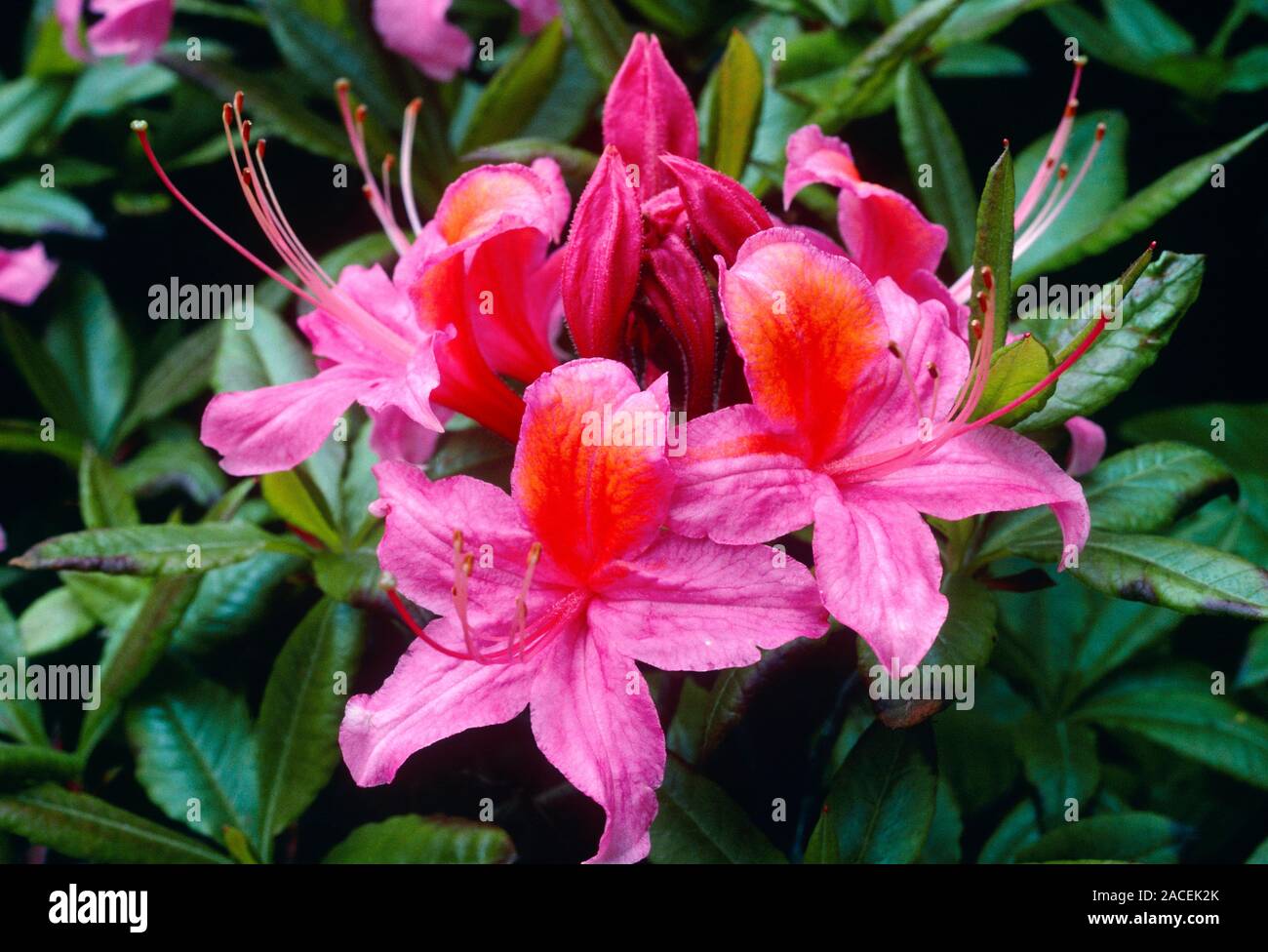 Rhododendron flowers (Rhododendron 'Fanny' Stock Photo - Alamy