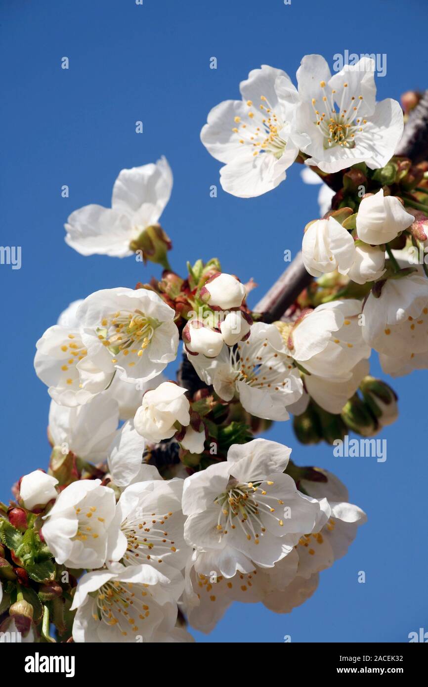 Cherry blossom (Prunus sp Stock Photo - Alamy