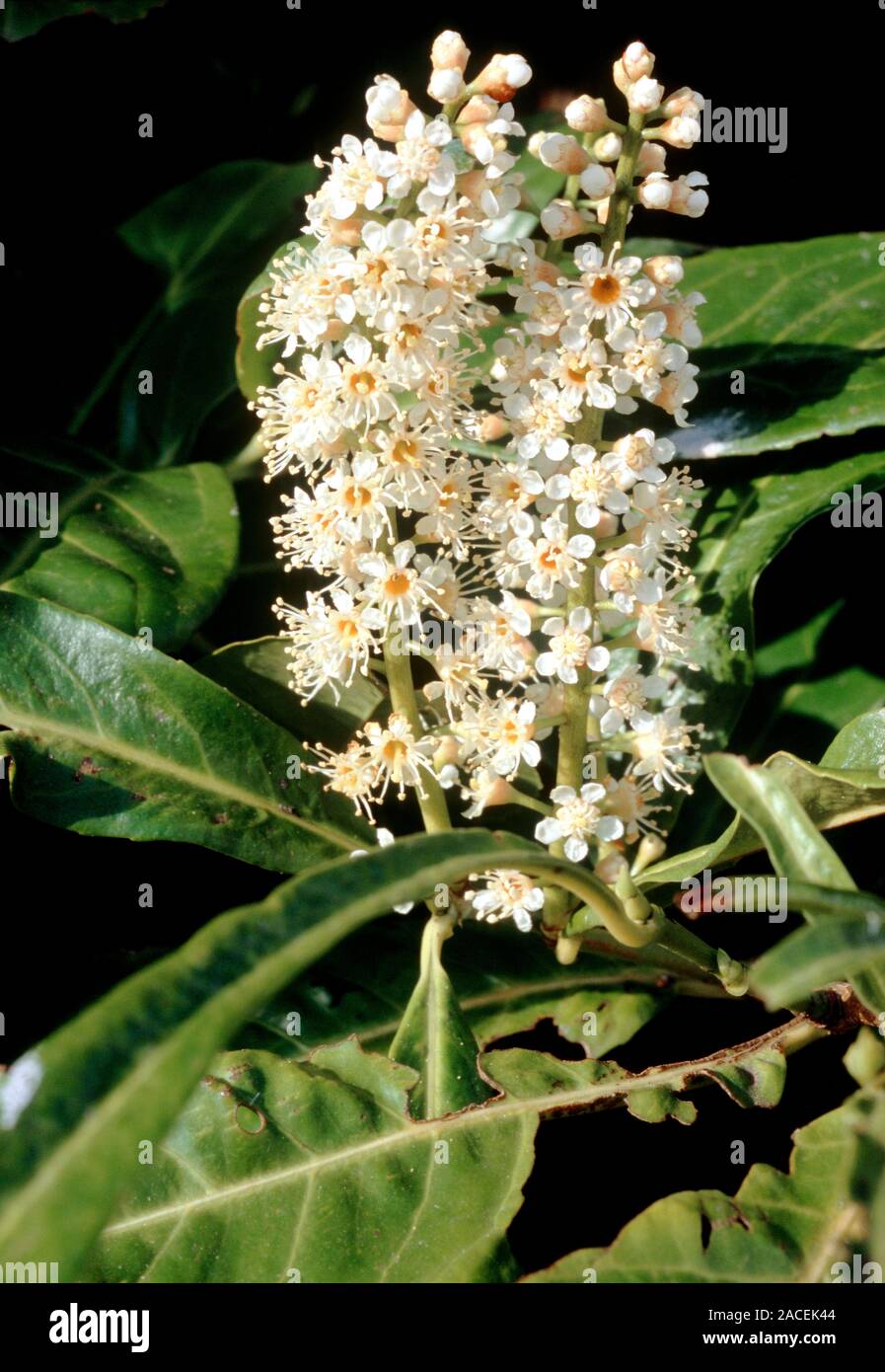 Cherry laurel flowers (Prunus laurocerasus). Photographed in East ...