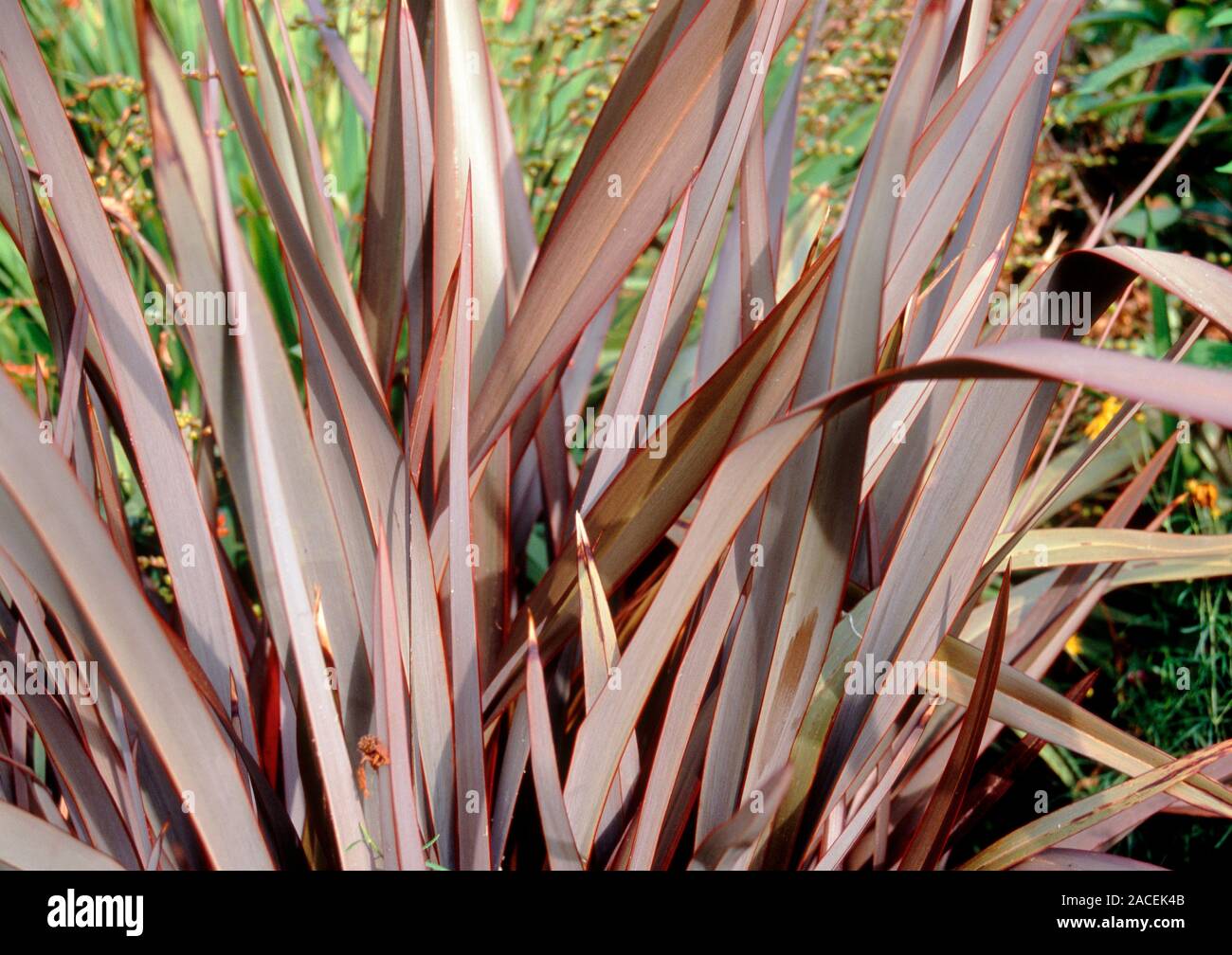 New Zealand flax leaves (Phormium 'Bronze Baby' Stock Photo - Alamy
