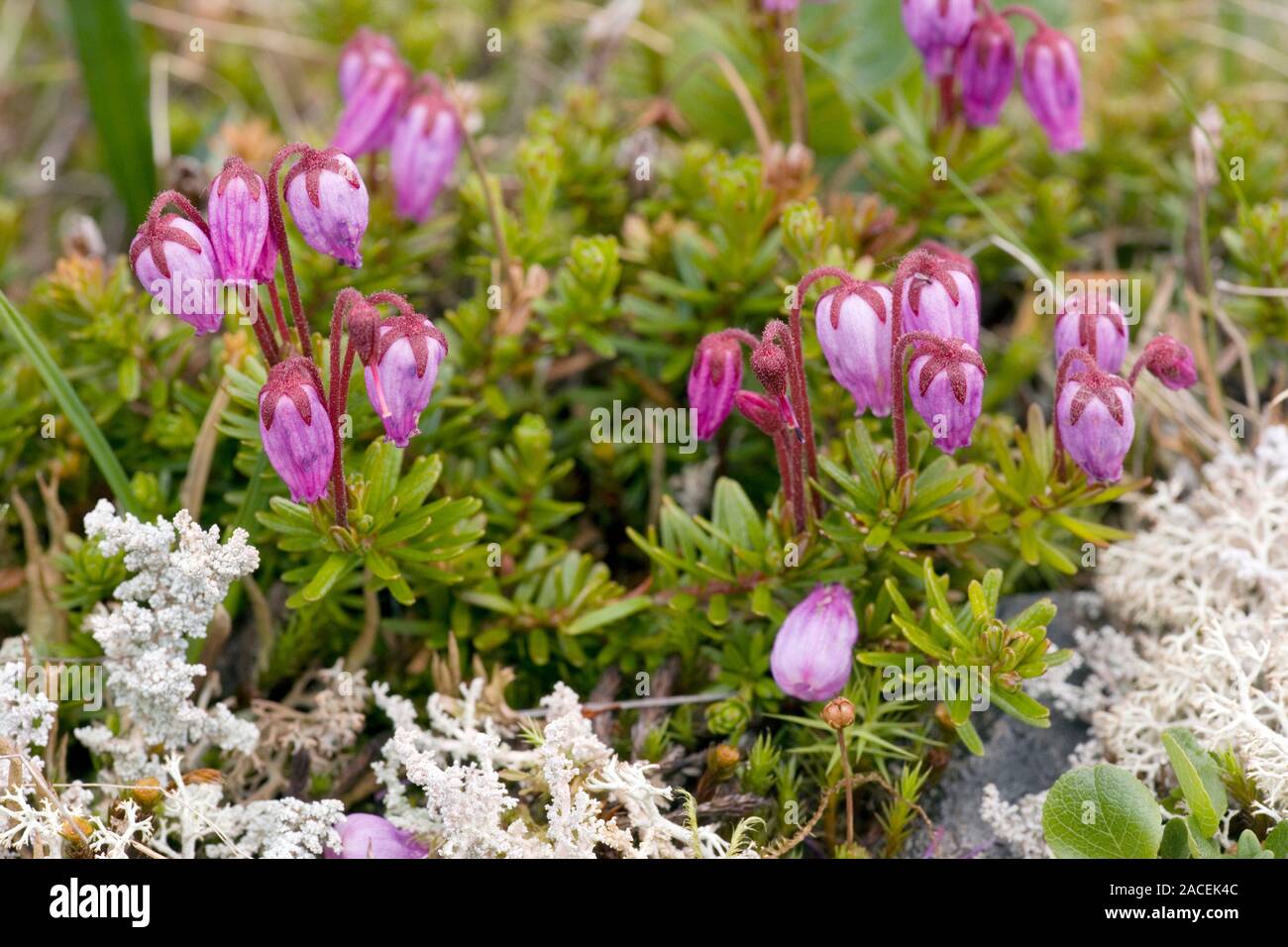 Blueheath flowers (Phyllodoce caerulea). Photographed in July, in ...