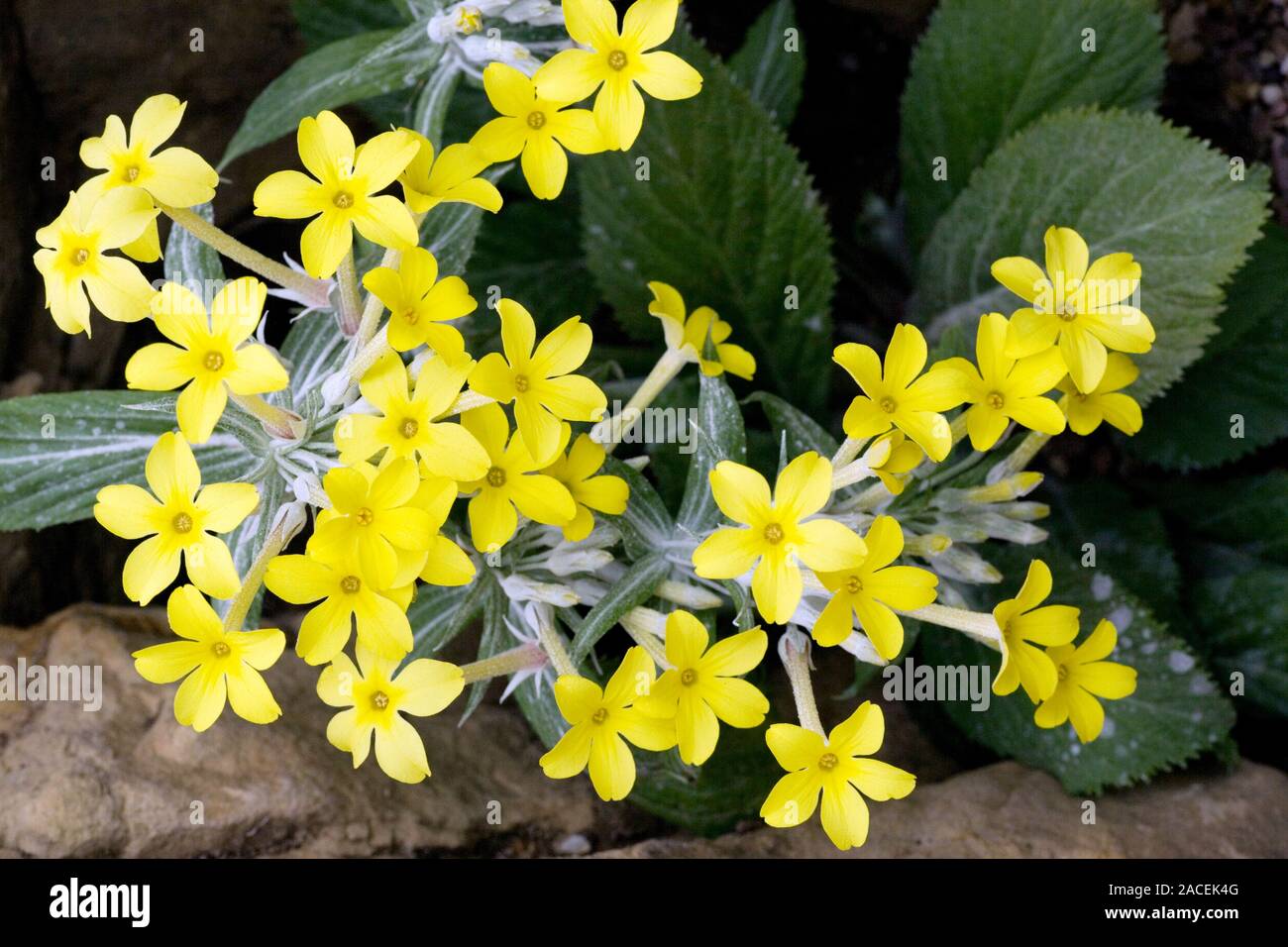 Primula verticillata flowers. This plant is native to Yemen and North ...