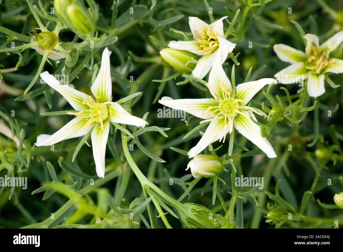 Syrian rue (Peganum harmala). Photographed in August Stock Photo - Alamy