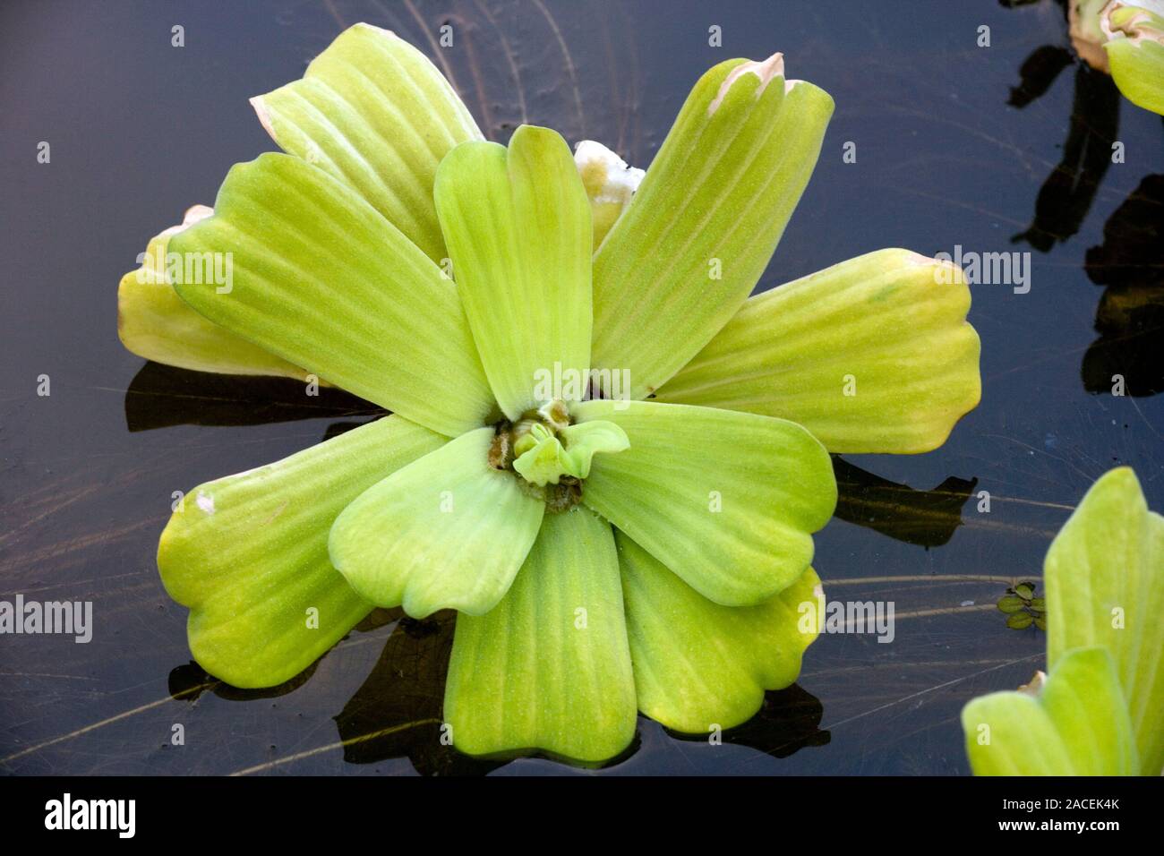 Water cabbage (Pistia stratiotes) floating in water Stock Photo - Alamy