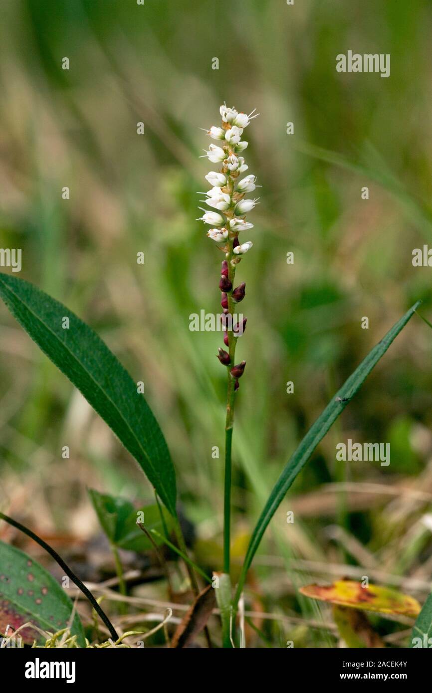 Alpine bistort flowers (Polygonum viviparum Stock Photo - Alamy