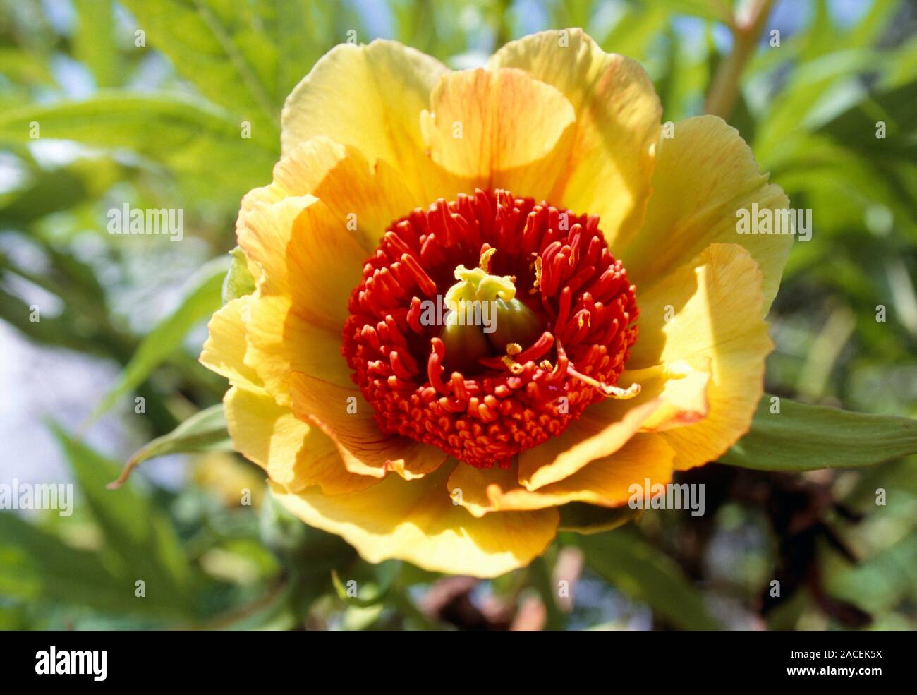 Tree paeony (Paeonia lutea) flower Stock Photo - Alamy