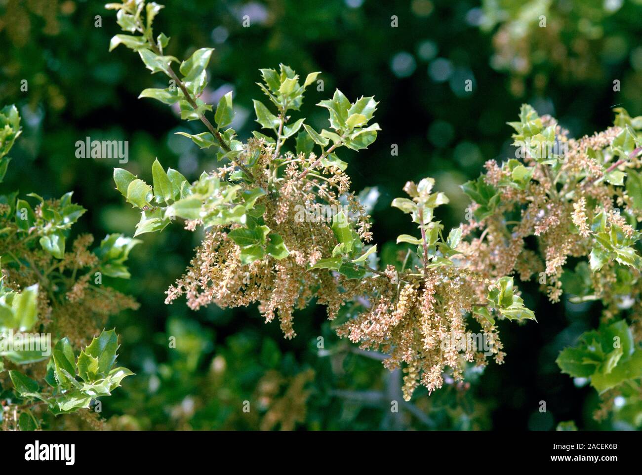 Kermes oak (Quercus coccifera). Closeup of foliage and flowers. This is ...