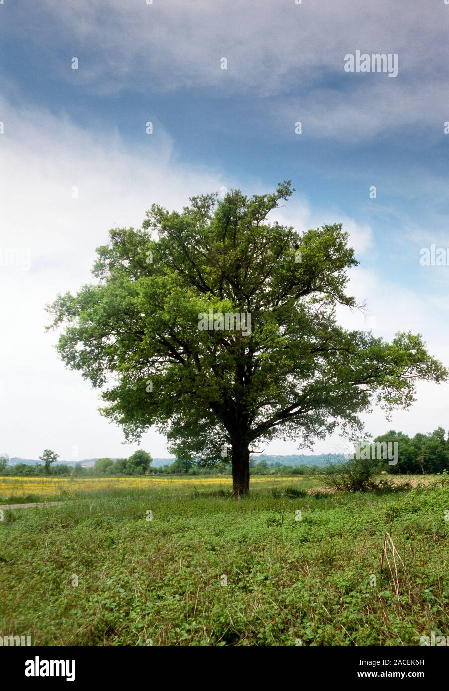 English oak (Quercus robur). Mature specimen tree Stock Photo - Alamy