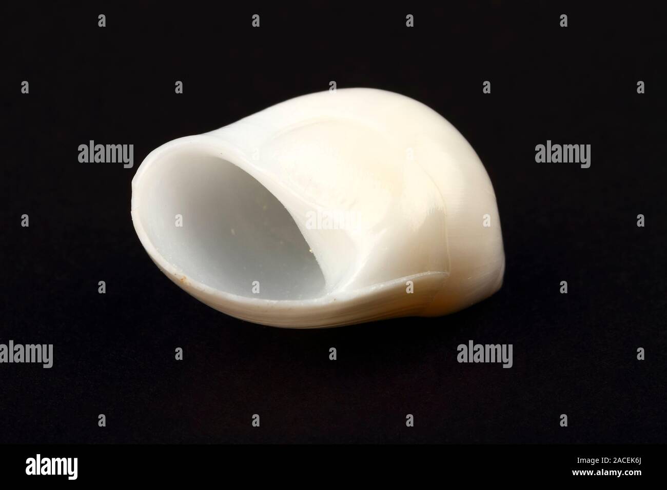 Moon sea shell hi-res stock photography and images - Alamy