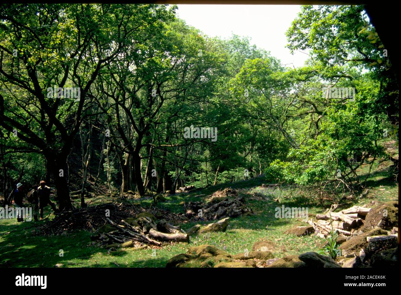 Sessile oak (Quercus petraea). Small clearing in oak woodland Stock ...