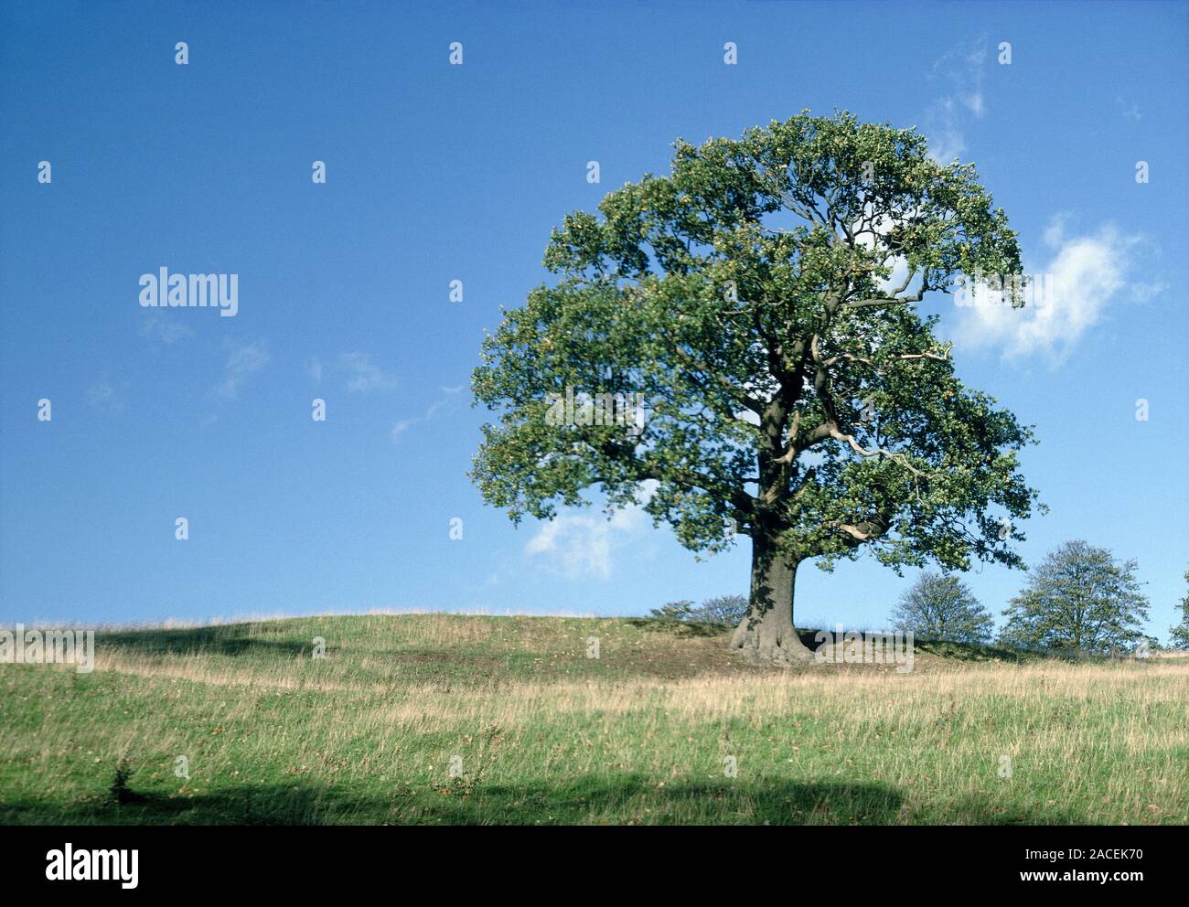 English oak (Quercus robur). Mature specimen tree Stock Photo - Alamy