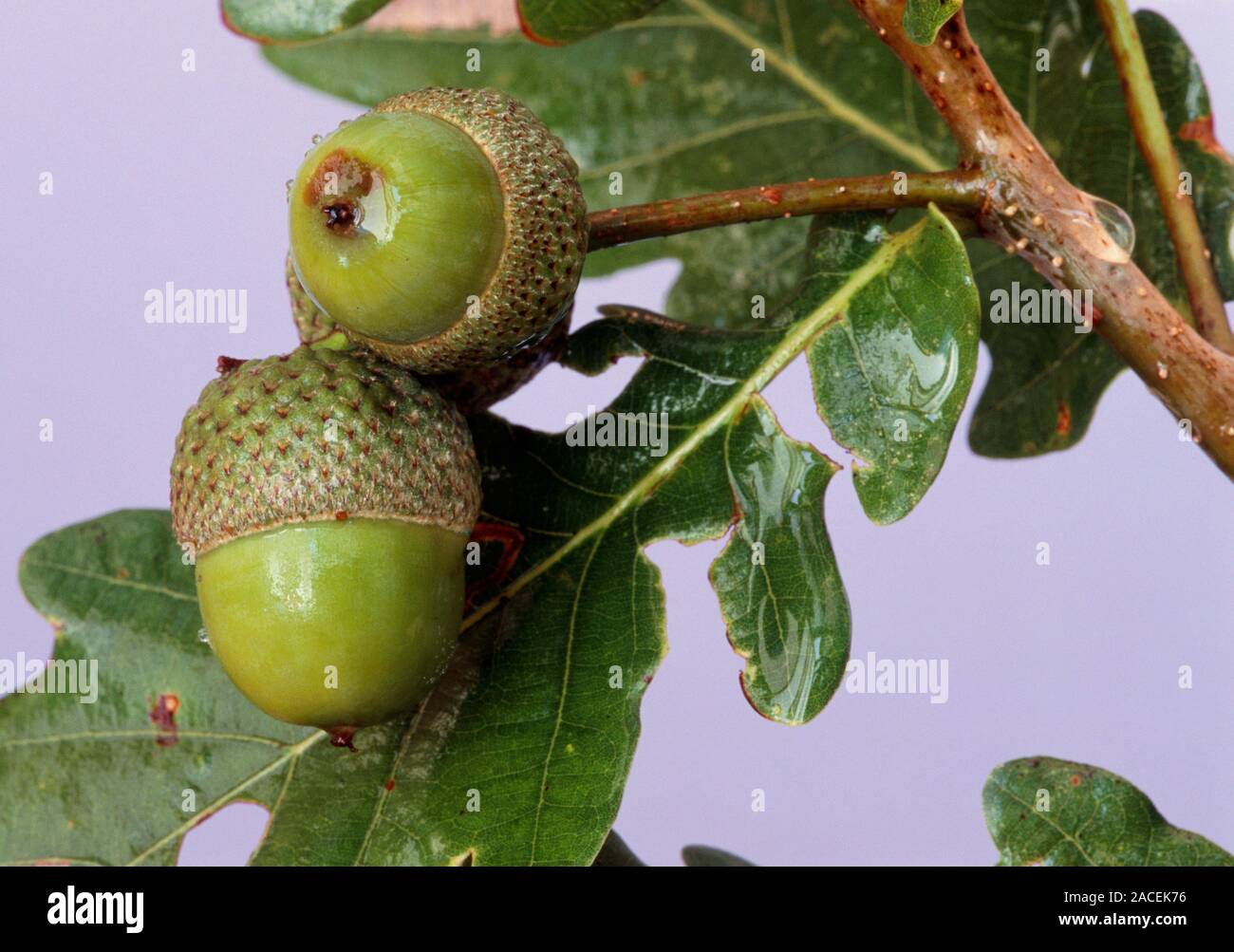 English oak (Quercus robur). Acorns on a branch Stock Photo - Alamy