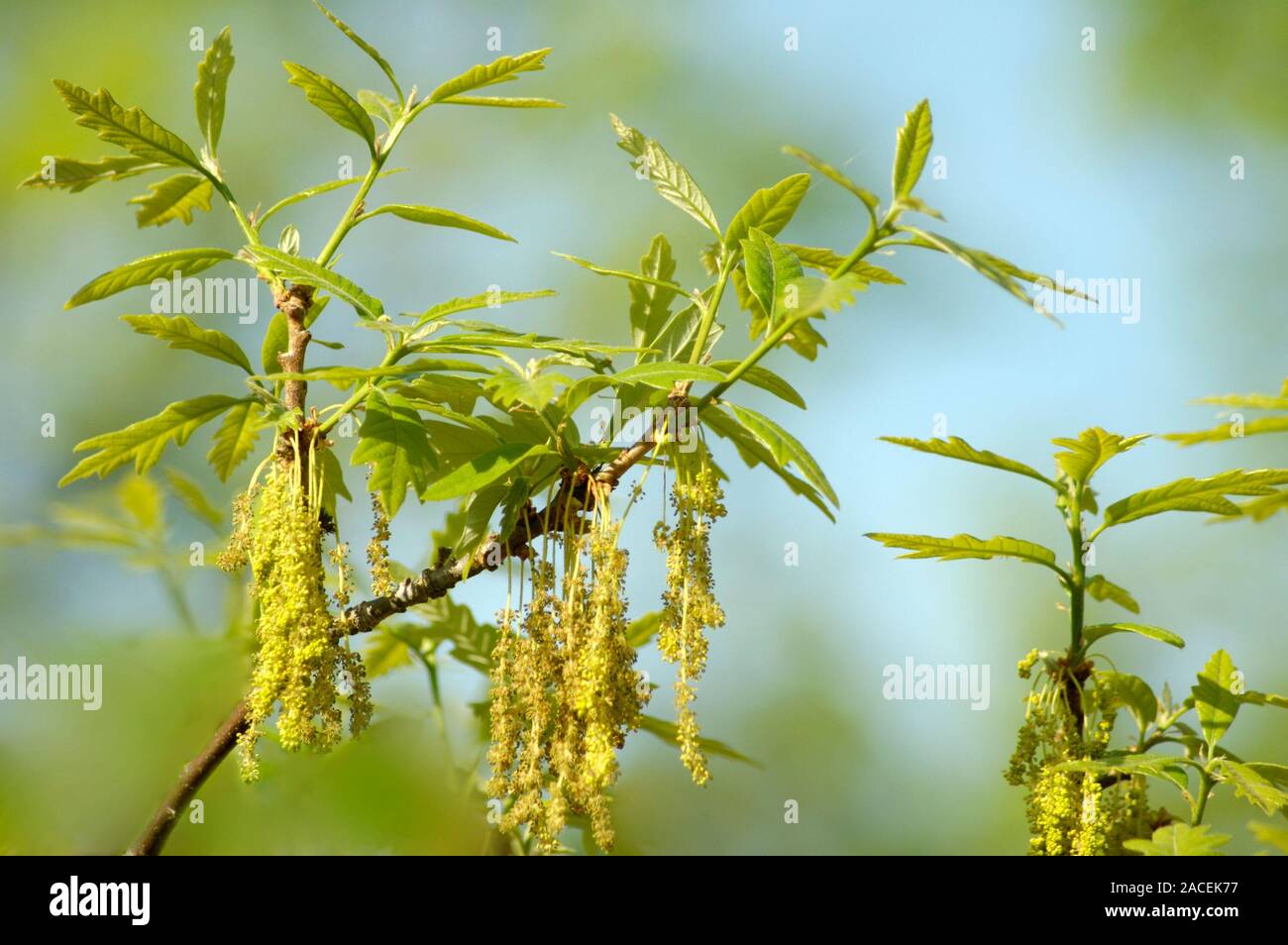 Catkins on a swamp white oak (Quercus bicolor). Catkins consist of many ...
