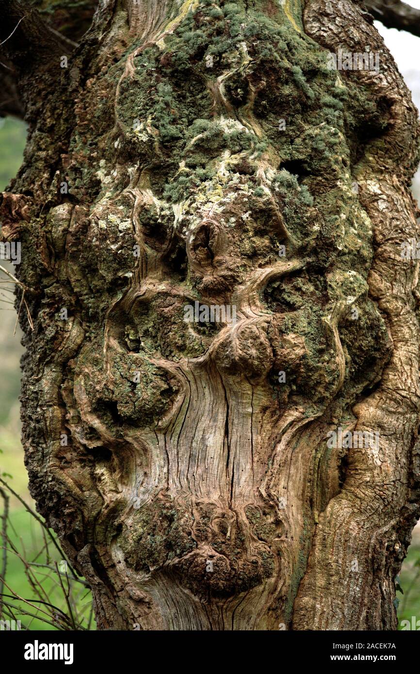 Oak burr on the trunk of an oak tree (Quercus robur). Burr (or burl) is ...