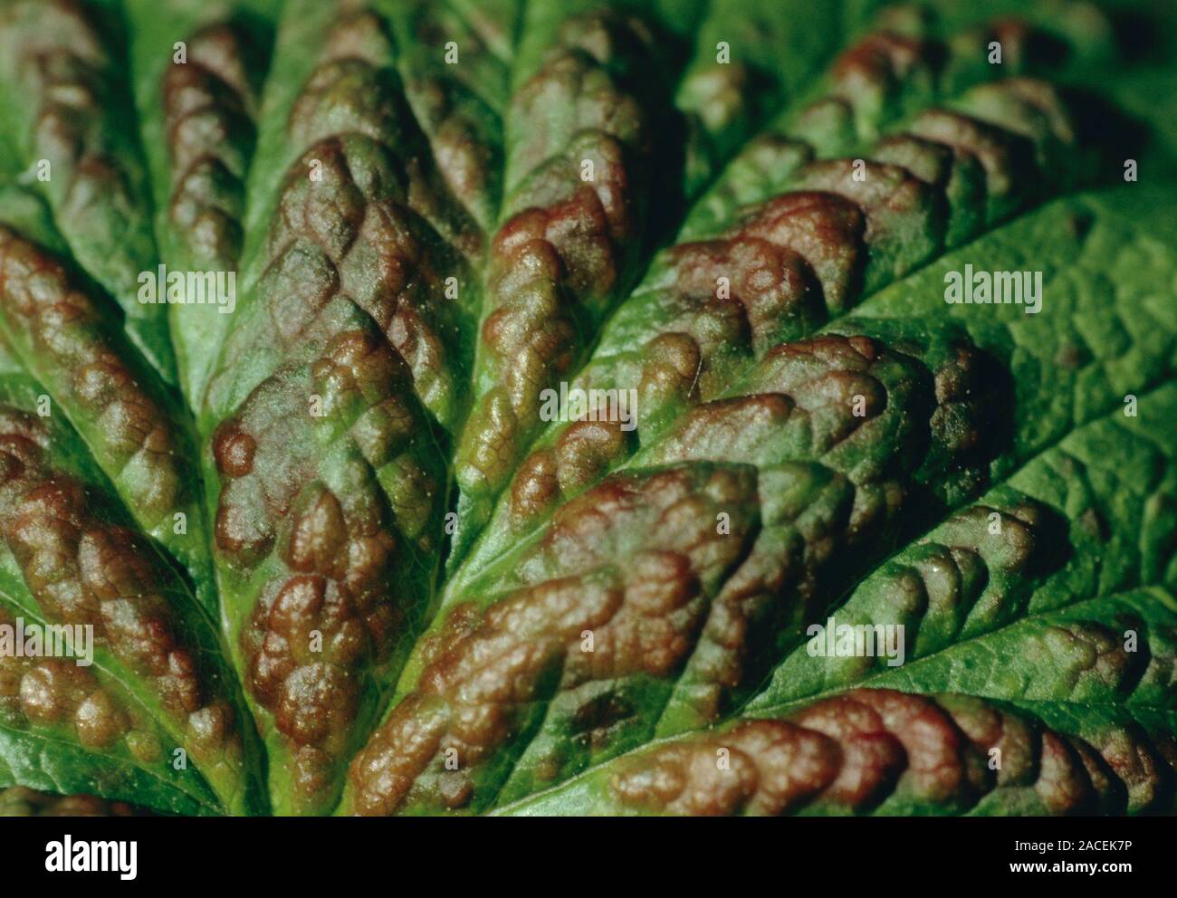 Currant blister. Damage to a leaf caused by the Currant blister aphid ...