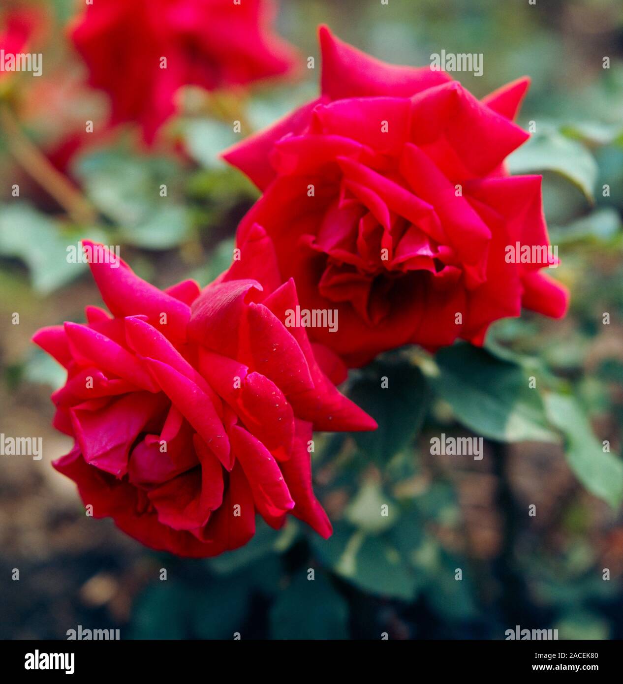 Rosa 'Crimson Glory'. Closeup of red roses Stock Photo - Alamy