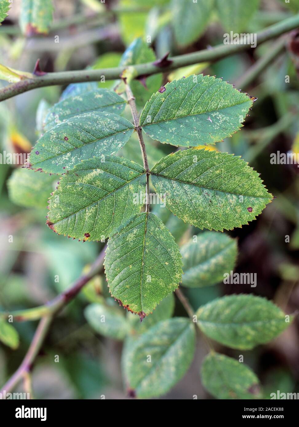 Damage to leaf surface caused by Rose leafhopper (Edwardsiana rosae ...