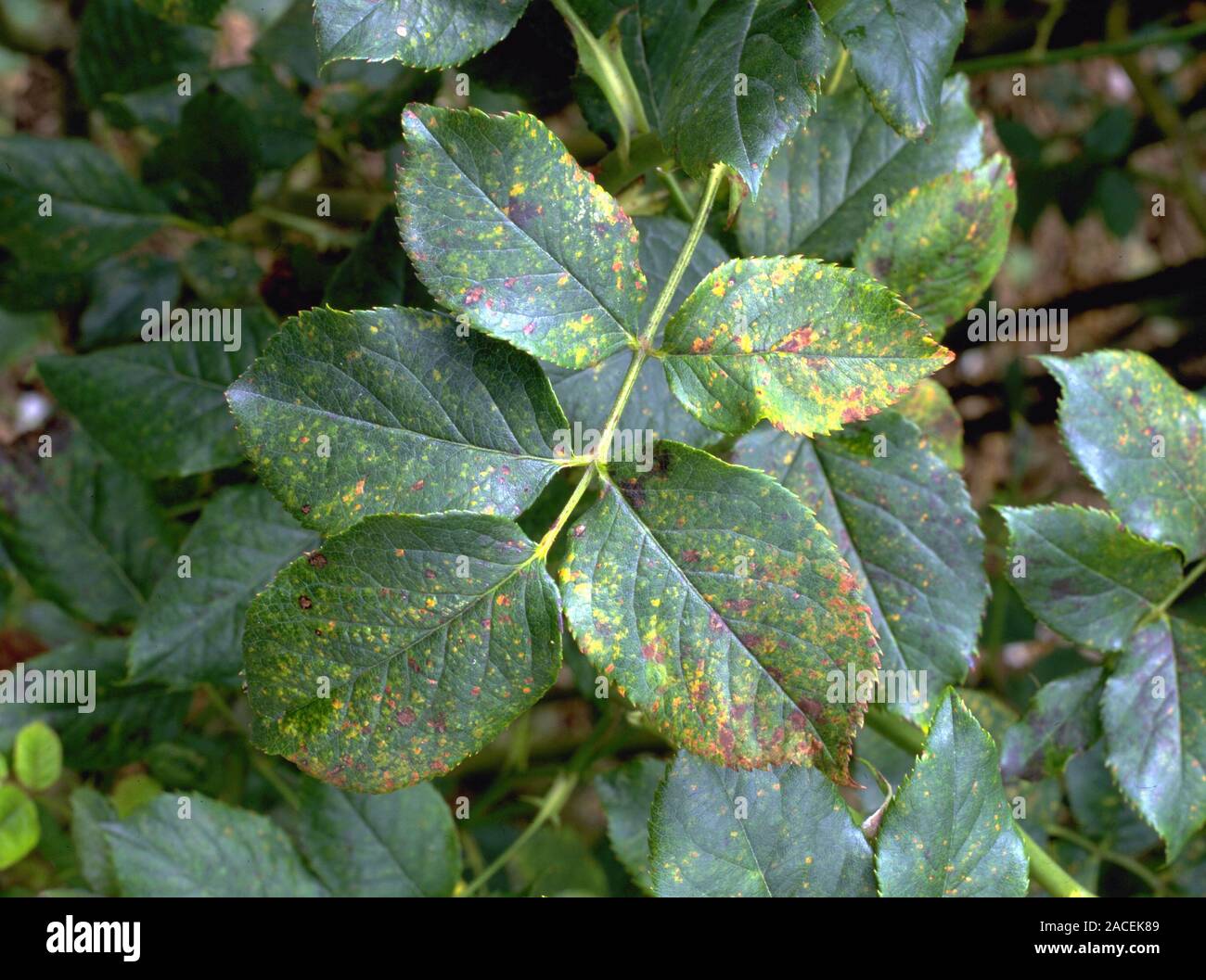 Rose rust (Phragmidium sp) on upper leaf surface of Rose (Rosa sp Stock Photo - Alamy