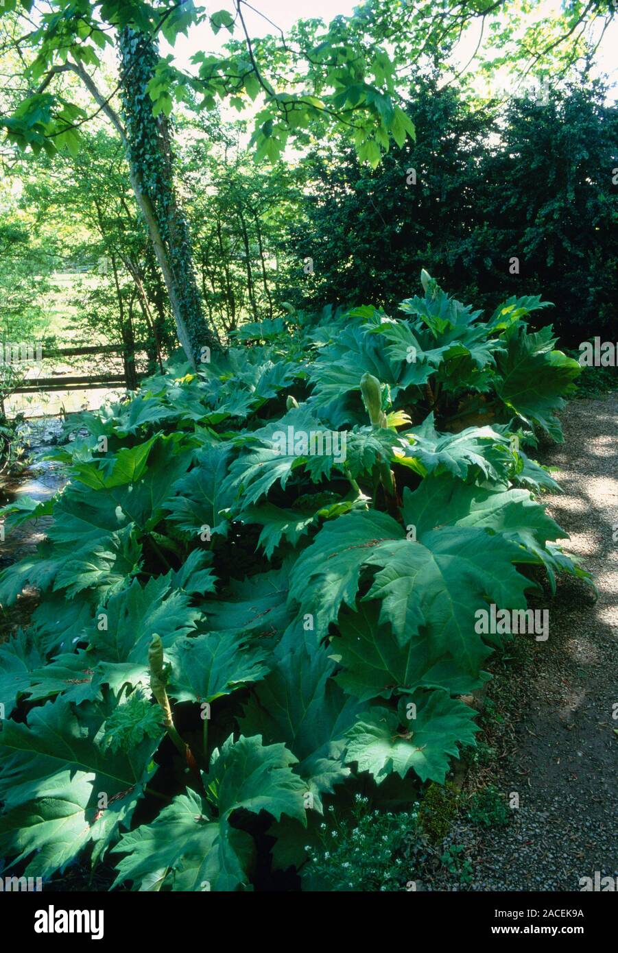 Chinese rhubarb (Rheum palmatum). Clump of large leaves growing in ...