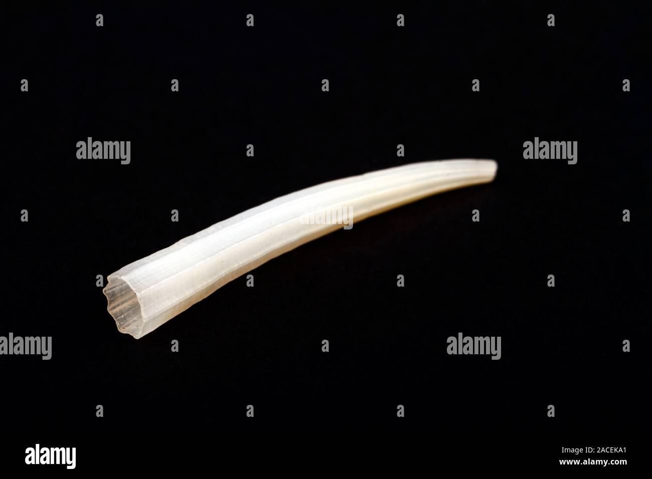 Tusk shell hi-res stock photography and images - Alamy
