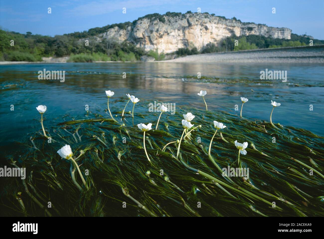 River Water Crowfoot (Ranunculus fluitans). Clump of Water crowfoot in ...