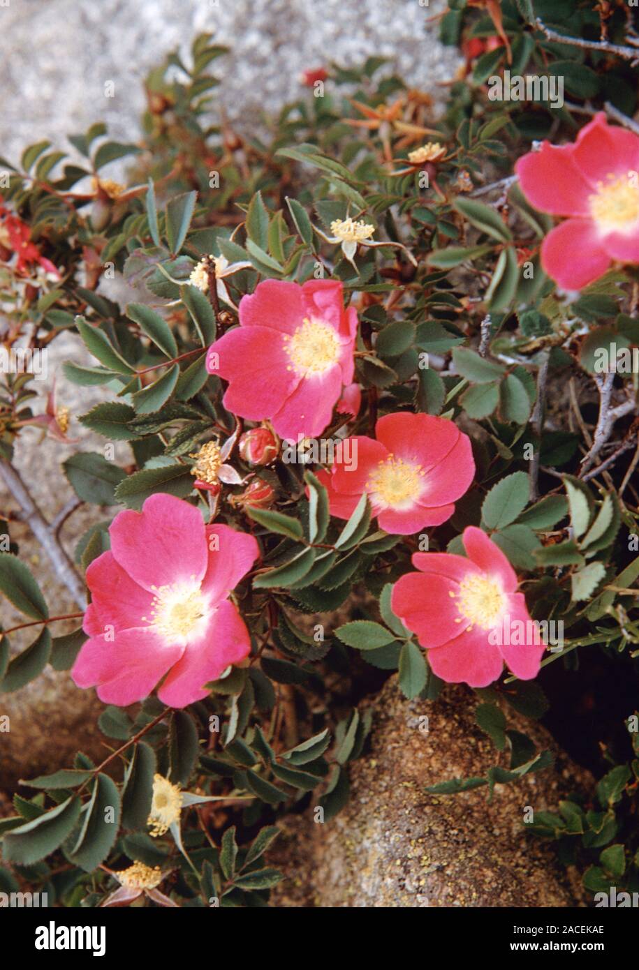 Alpine rose (Rosa pendulina). Closeup of flowers. Photographed in the ...