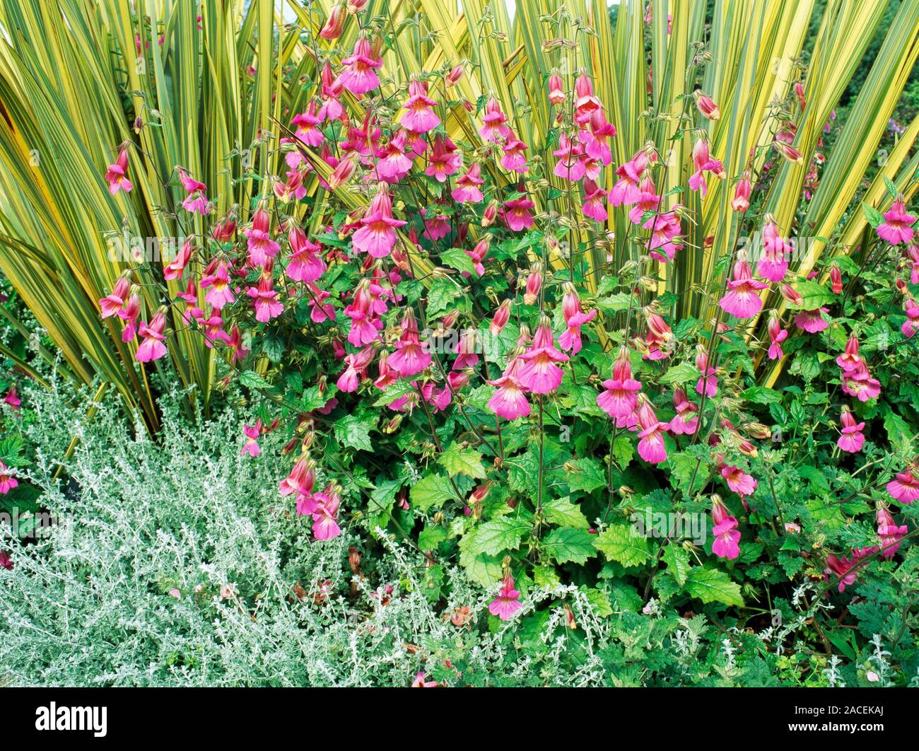 Chinese Foxglove (Rehmannia elata) with Phormium tenax Stock Photo - Alamy