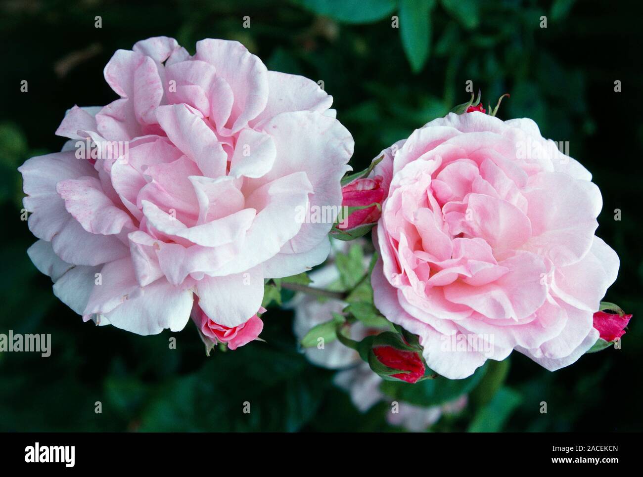 Rosa 'The Queen Elizabeth'. Closeup of two large pink floribunda ...