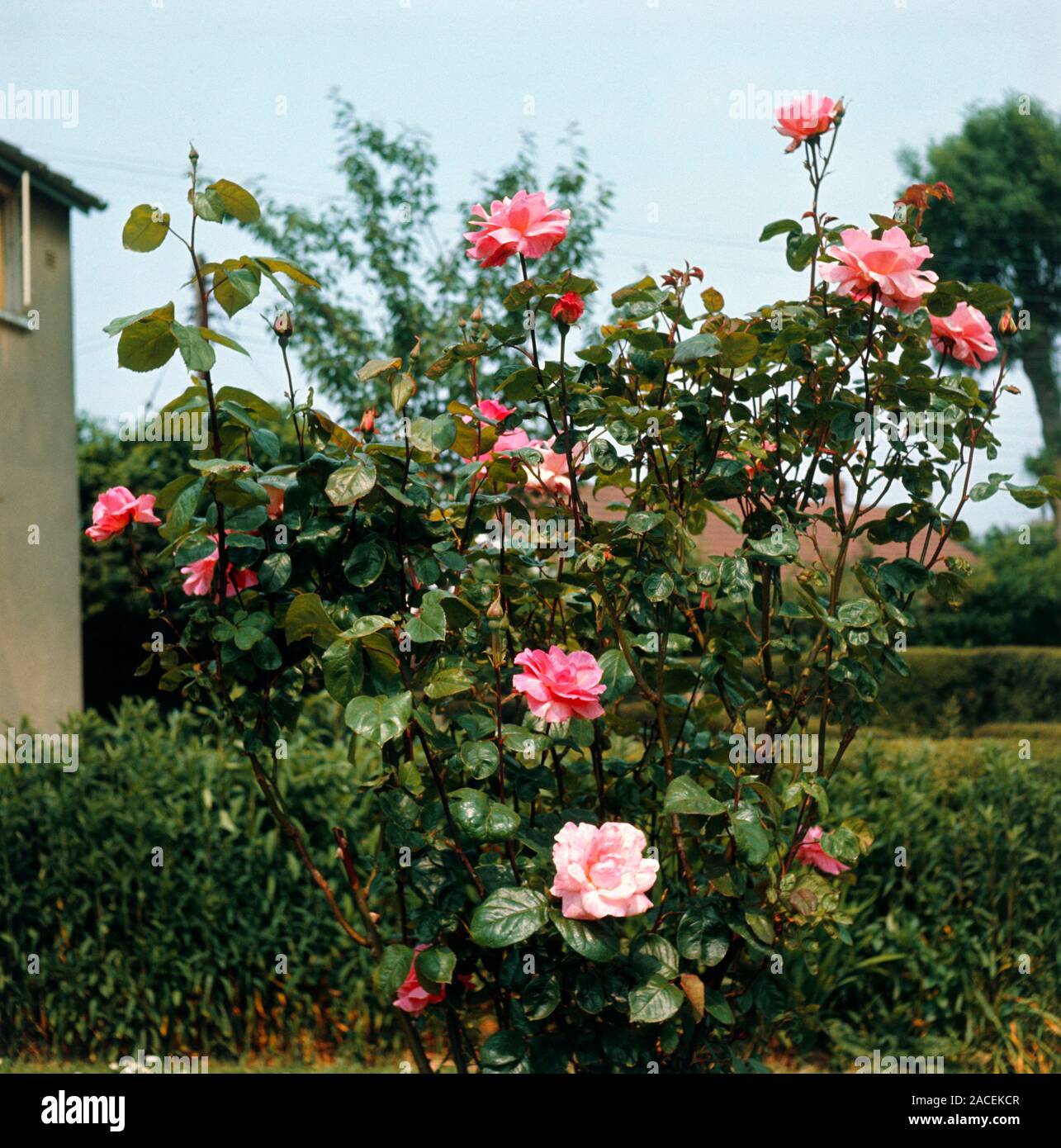 Rosa 'The Queen Elizabeth'. Large bright pink floribunda rose Stock ...