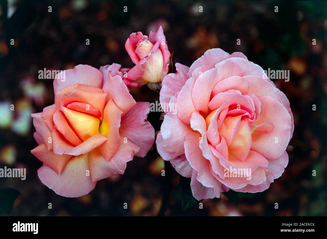 Rosa 'The Queen Elizabeth'. Closeup of two large pink floribunda ...