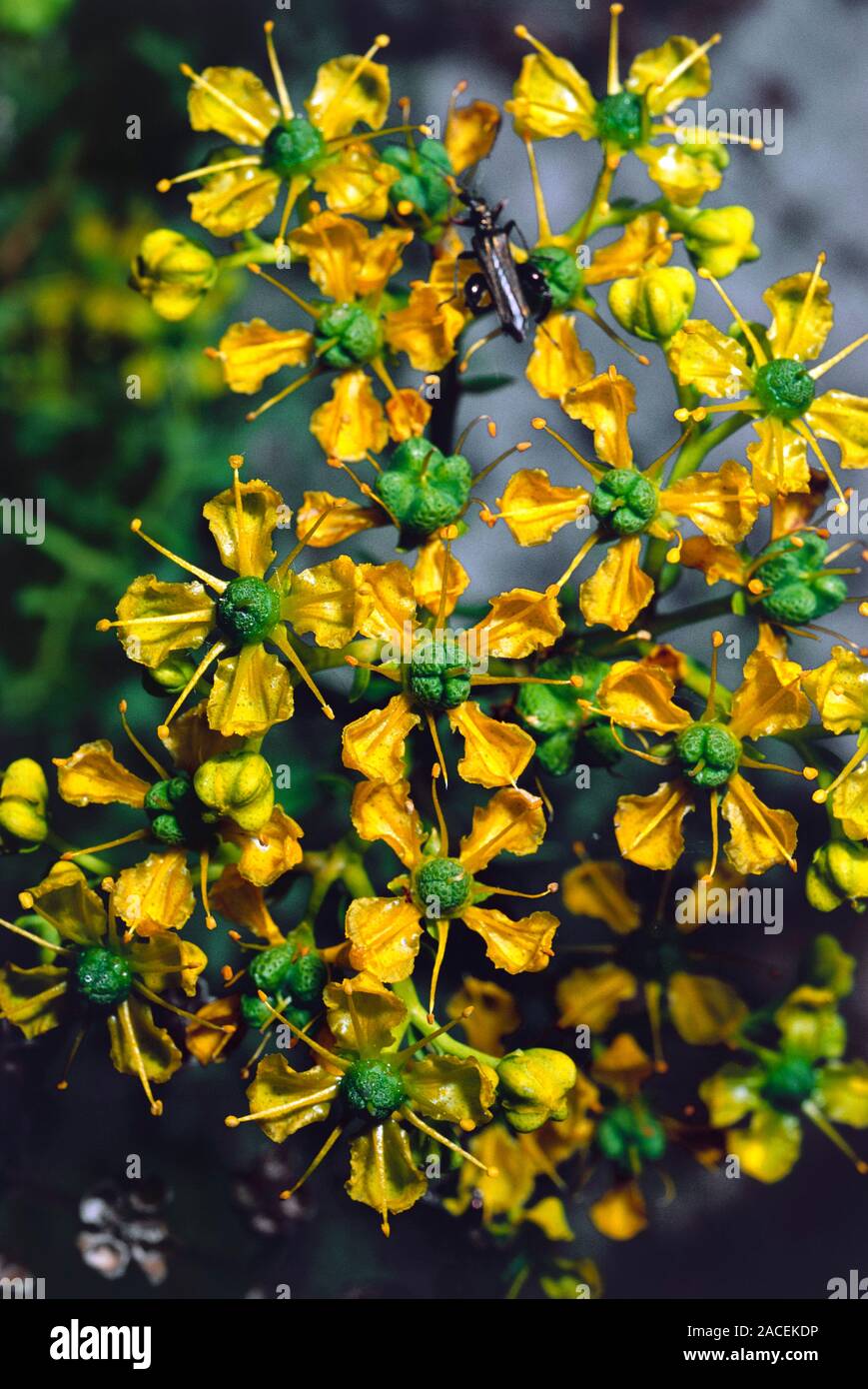 Common Rue (Ruta graveolens).. Closeup of flowers with insect Stock ...