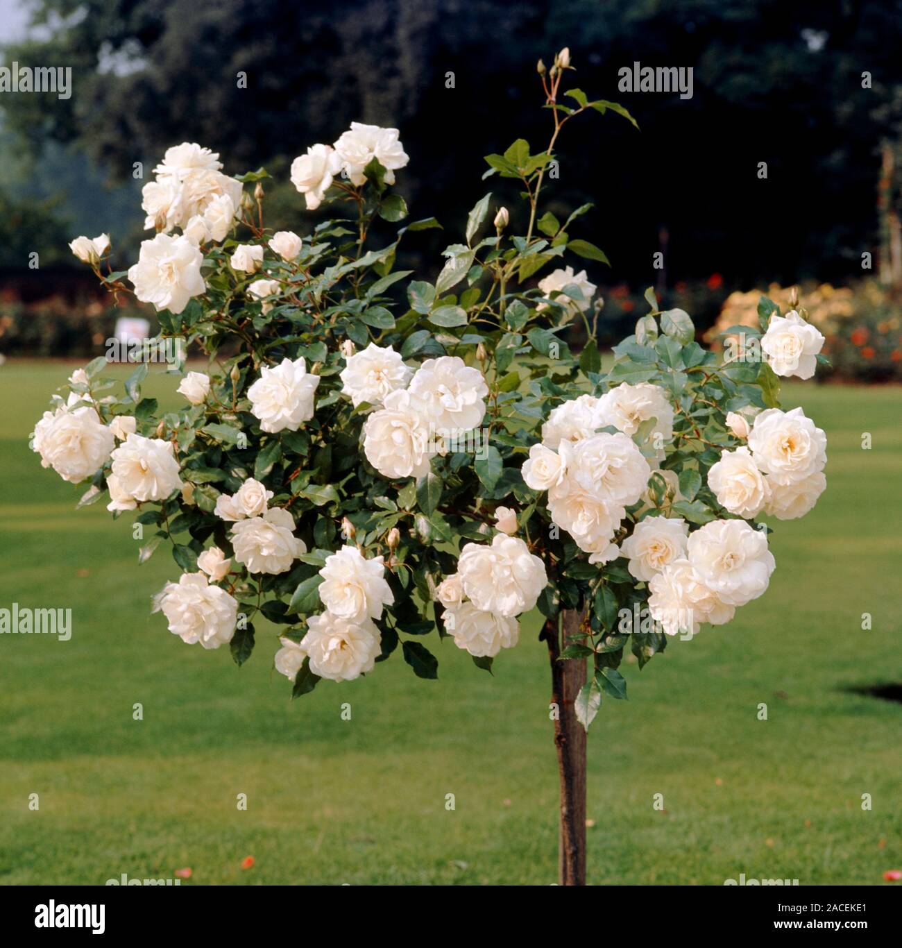 Rosa 'Iceberg'. Grown as a standard Stock Photo - Alamy