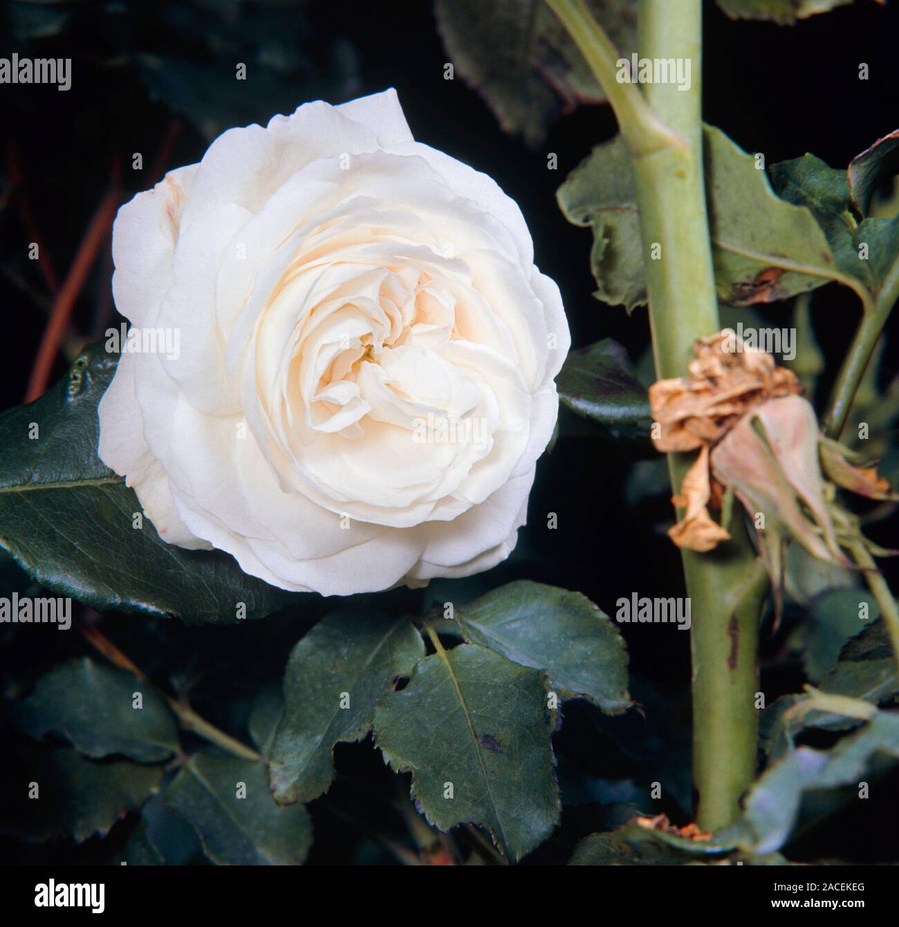 Rosa 'Boule de Neige'. Closeup of white flowers Stock Photo - Alamy