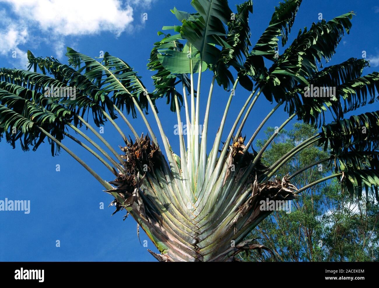 Ravenala madagascariensis. Traveller's palm from Madagascar Stock Photo ...